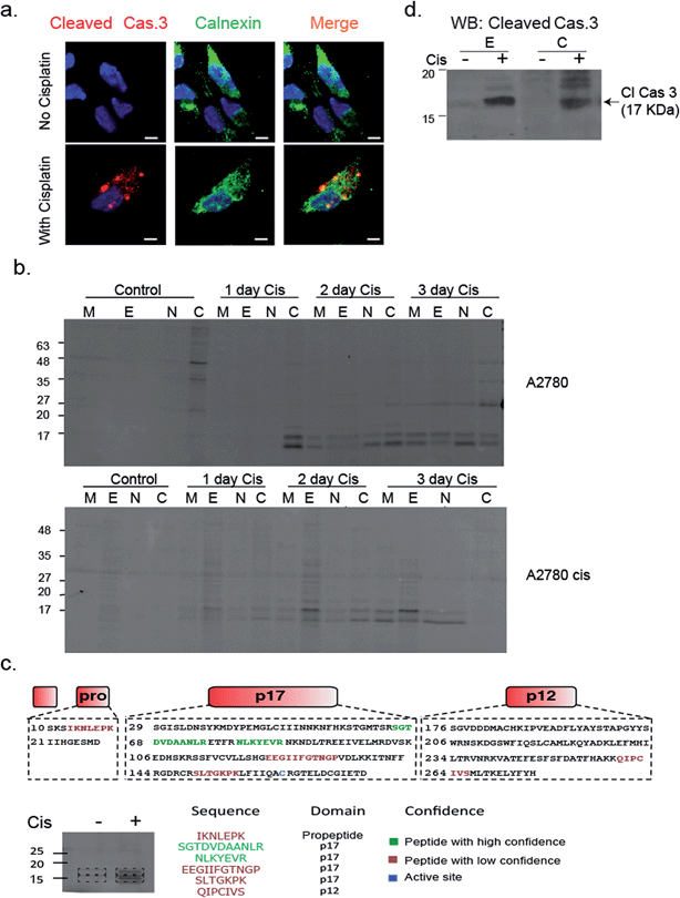 A novel quenched fluorescent activity-based probe reveals caspase-3 ...