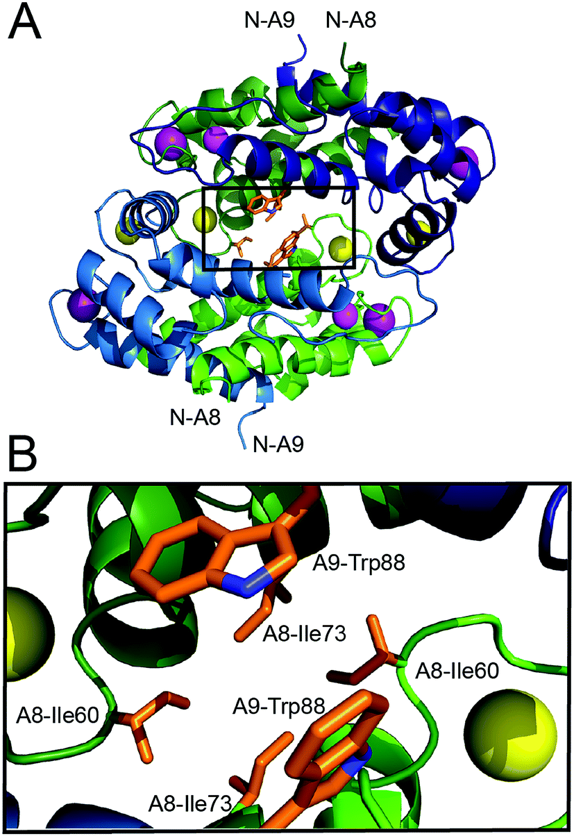Calcium-induced tetramerization and zinc chelation shield human ...