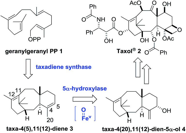 Accessing low-oxidation state taxanes: is taxadiene-4(5)-epoxide on the ...