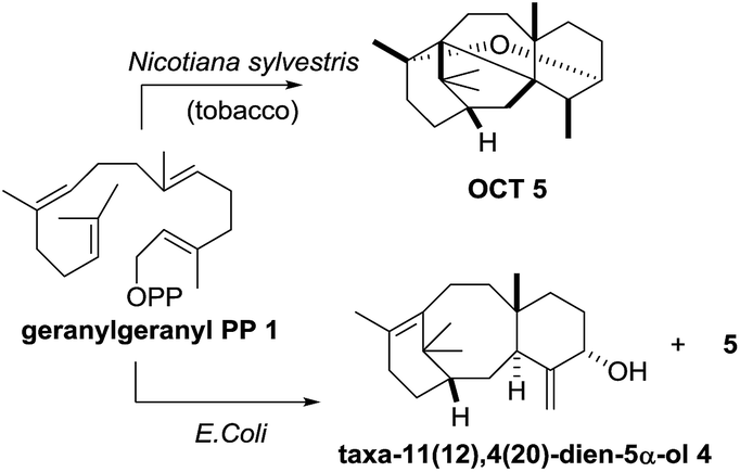 Accessing low-oxidation state taxanes: is taxadiene-4(5)-epoxide on the ...