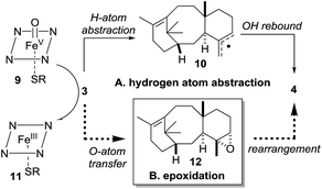 Accessing low-oxidation state taxanes: is taxadiene-4(5)-epoxide on the ...
