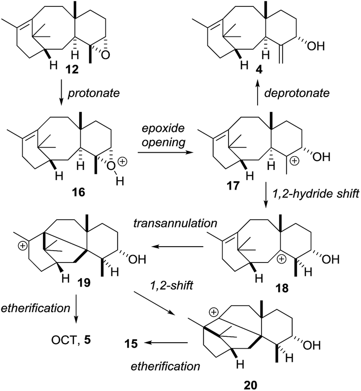 Accessing low-oxidation state taxanes: is taxadiene-4(5)-epoxide on the ...