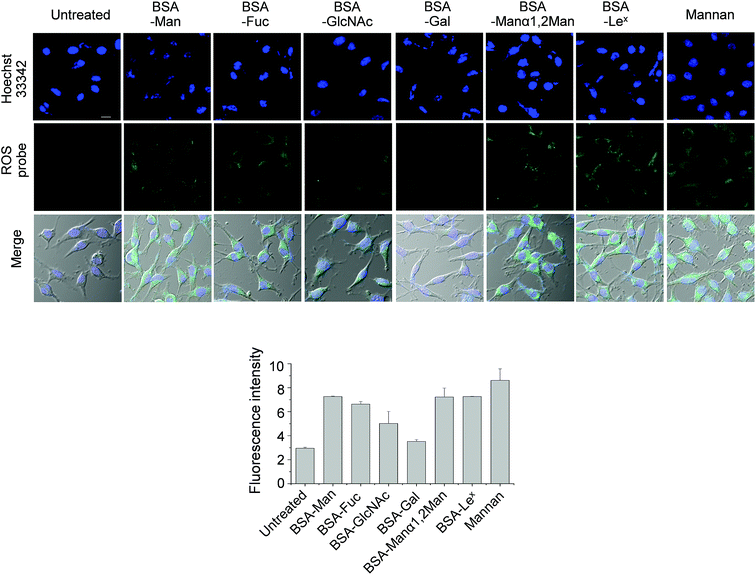 Carbohydrate microarrays for screening functional glycans - Chemical ...