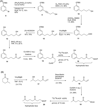 Recognition of extended linear and cyclised polyketide mimics by a type ...