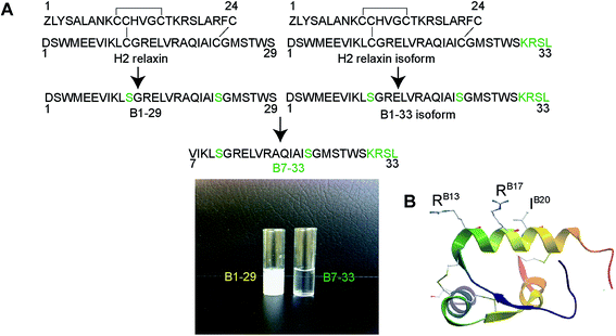 A single-chain derivative of the relaxin hormone is a functionally ...