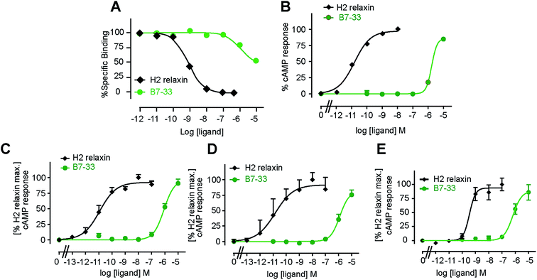 A single-chain derivative of the relaxin hormone is a functionally ...