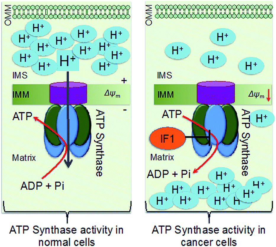Turn up the cellular power generator with vitamin E analogue ...
