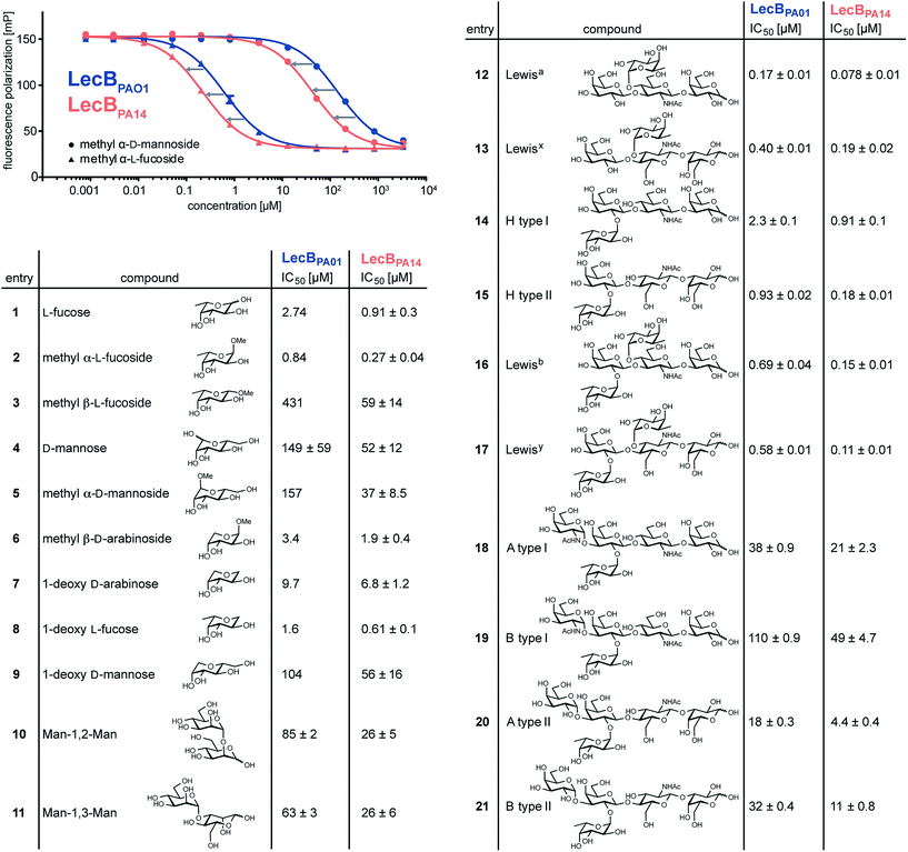 The virulence factor LecB varies in clinical isolates: consequences for ...