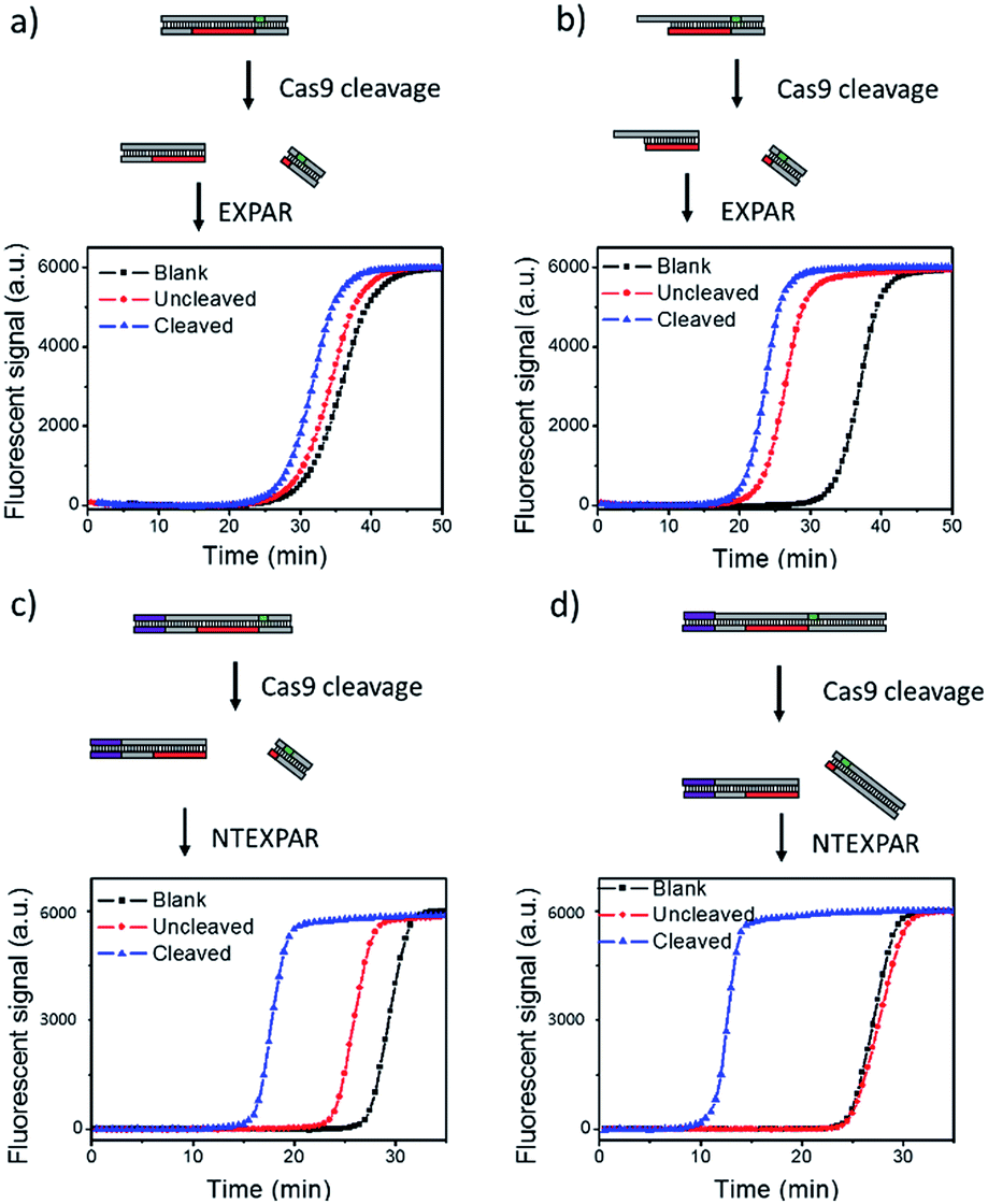 Cas9 cleavage assay for pre-screening of sgRNAs using nicking triggered ...