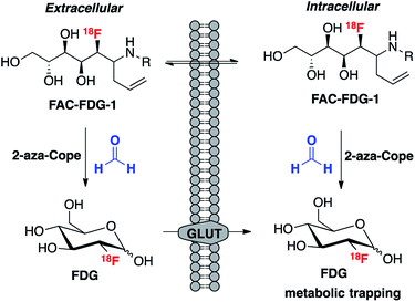 A reactivity-based [ 18 F]FDG probe for in vivo formaldehyde imaging ...
