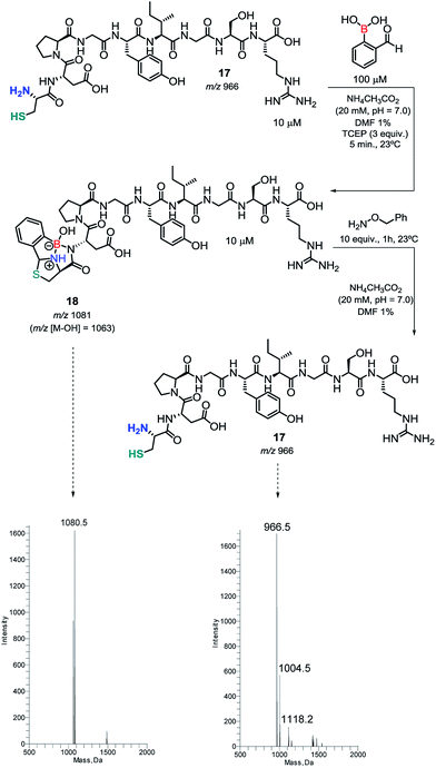 Iminoboronates are efficient intermediates for selective, rapid and ...