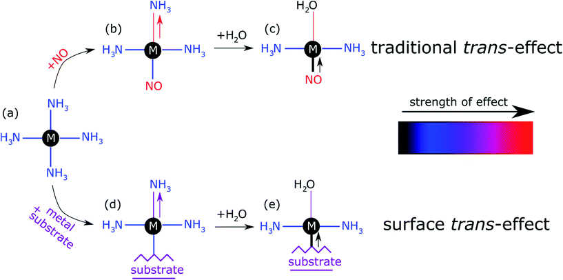 Direct quantitative identification of the “surface trans -effect ...