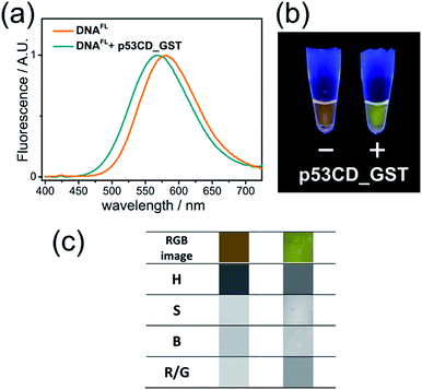 Solvatochromic fluorene-linked nucleoside and DNA as color-changing ...