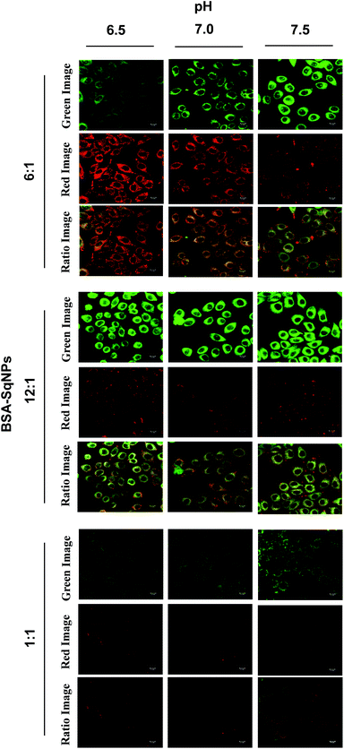 A protein–dye hybrid system as a narrow range tunable intracellular pH ...