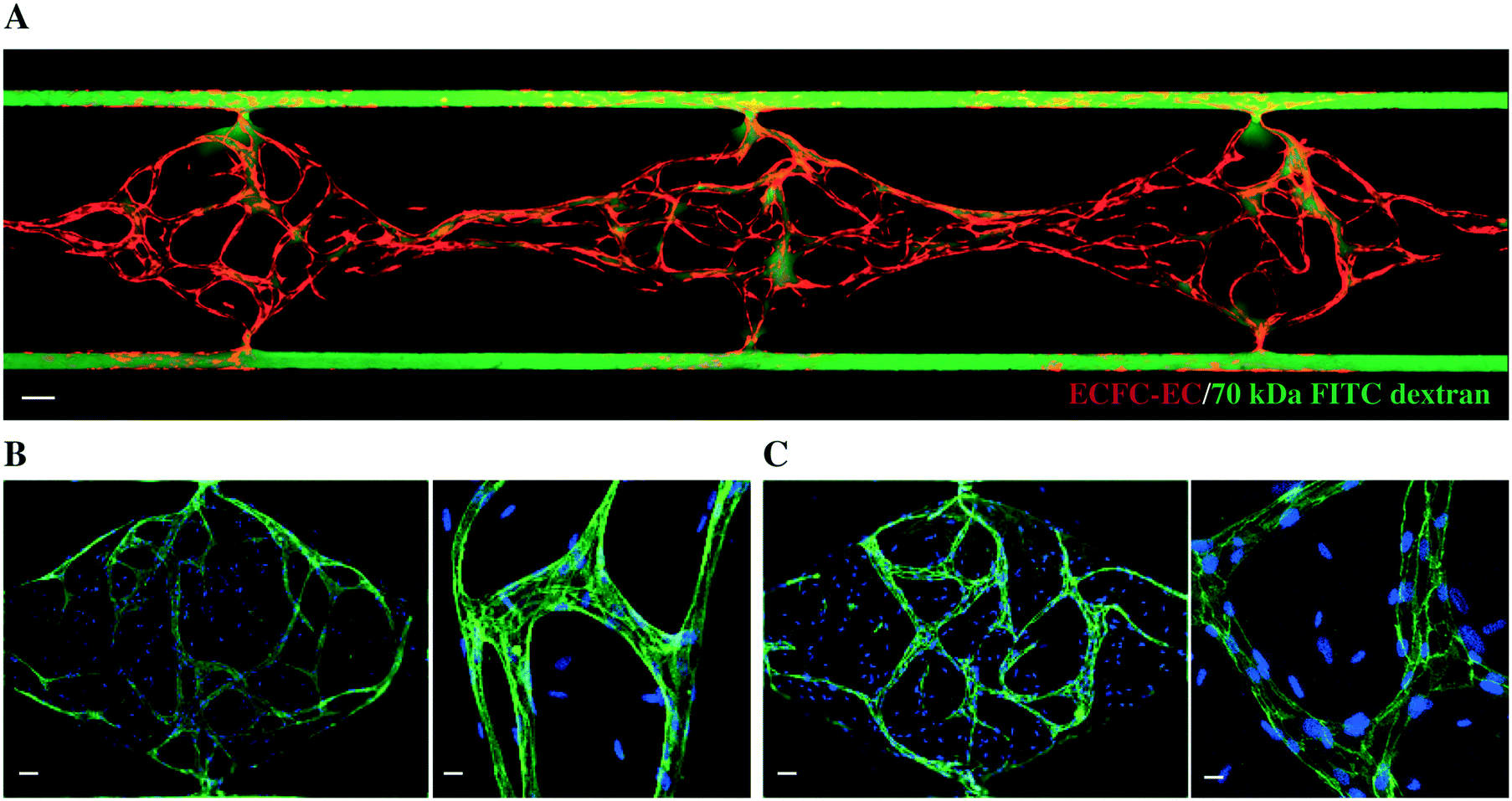 A vascularized and perfused organ-on-a-chip platform for large-scale ...