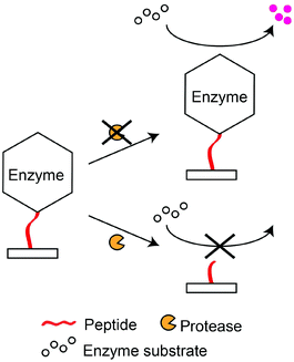 Recent developments in protease activity assays and sensors - Analyst ...