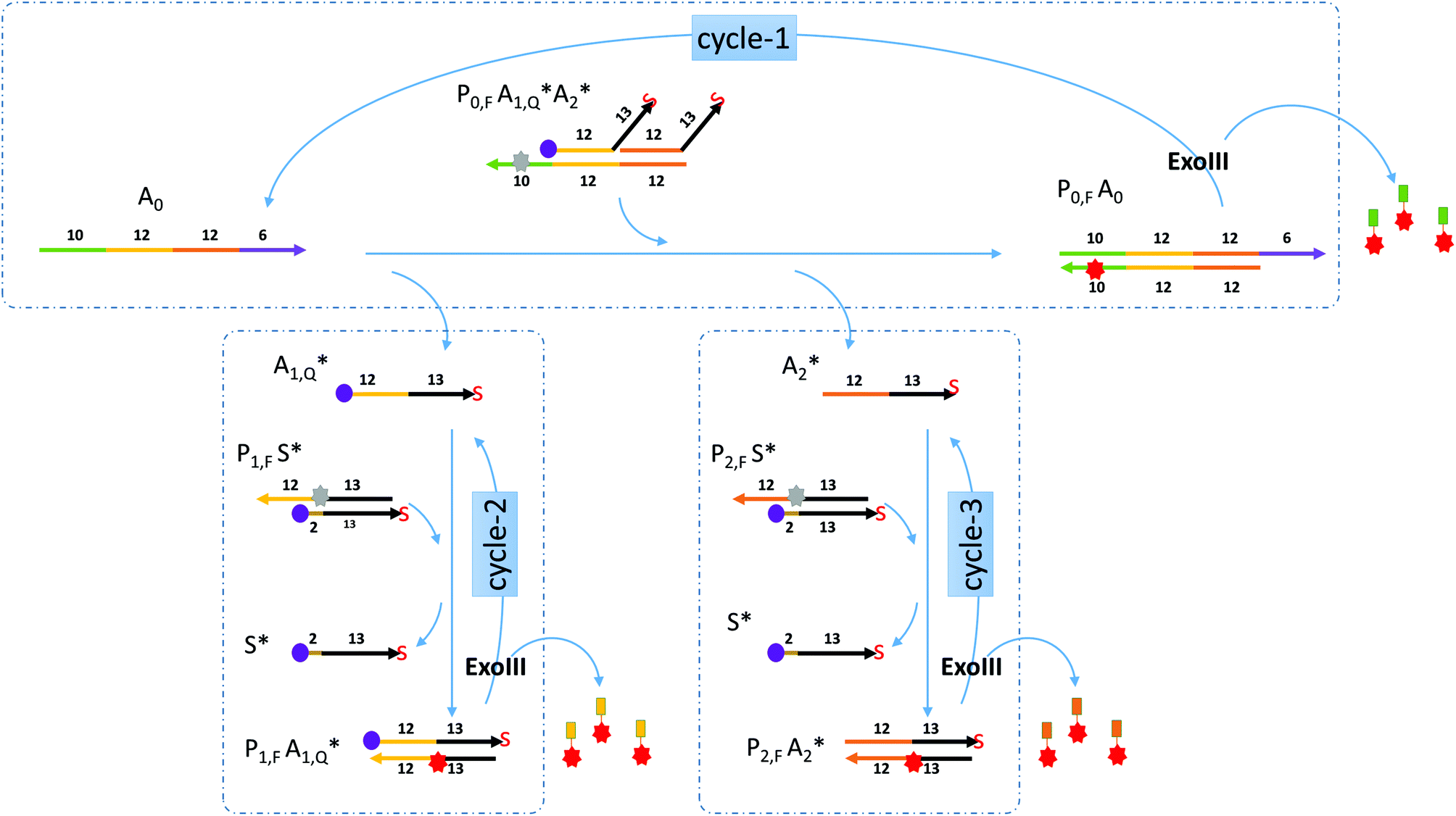Kinetically-enhanced DNA detection via multiple-pass exonuclease III ...