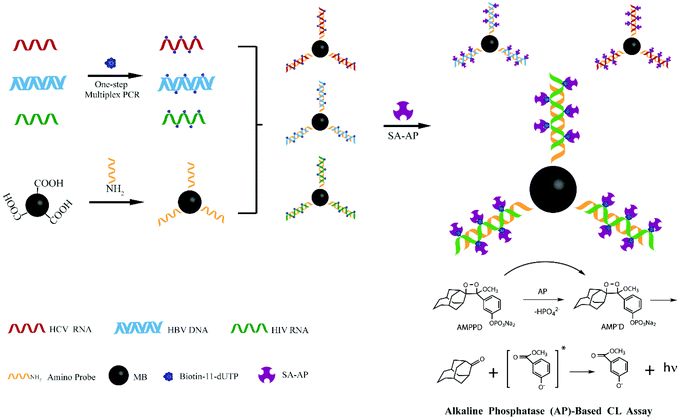 Simultaneous detection of multiple viruses based on chemiluminescence and magnetic separation ...