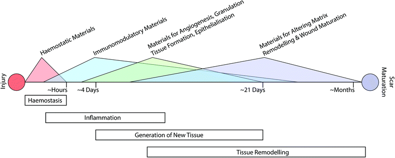 Using biomaterials to rewire the process of wound repair - Biomaterials ...