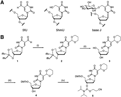 Synthesis and biophysical analysis of modified thymine-containing DNA ...