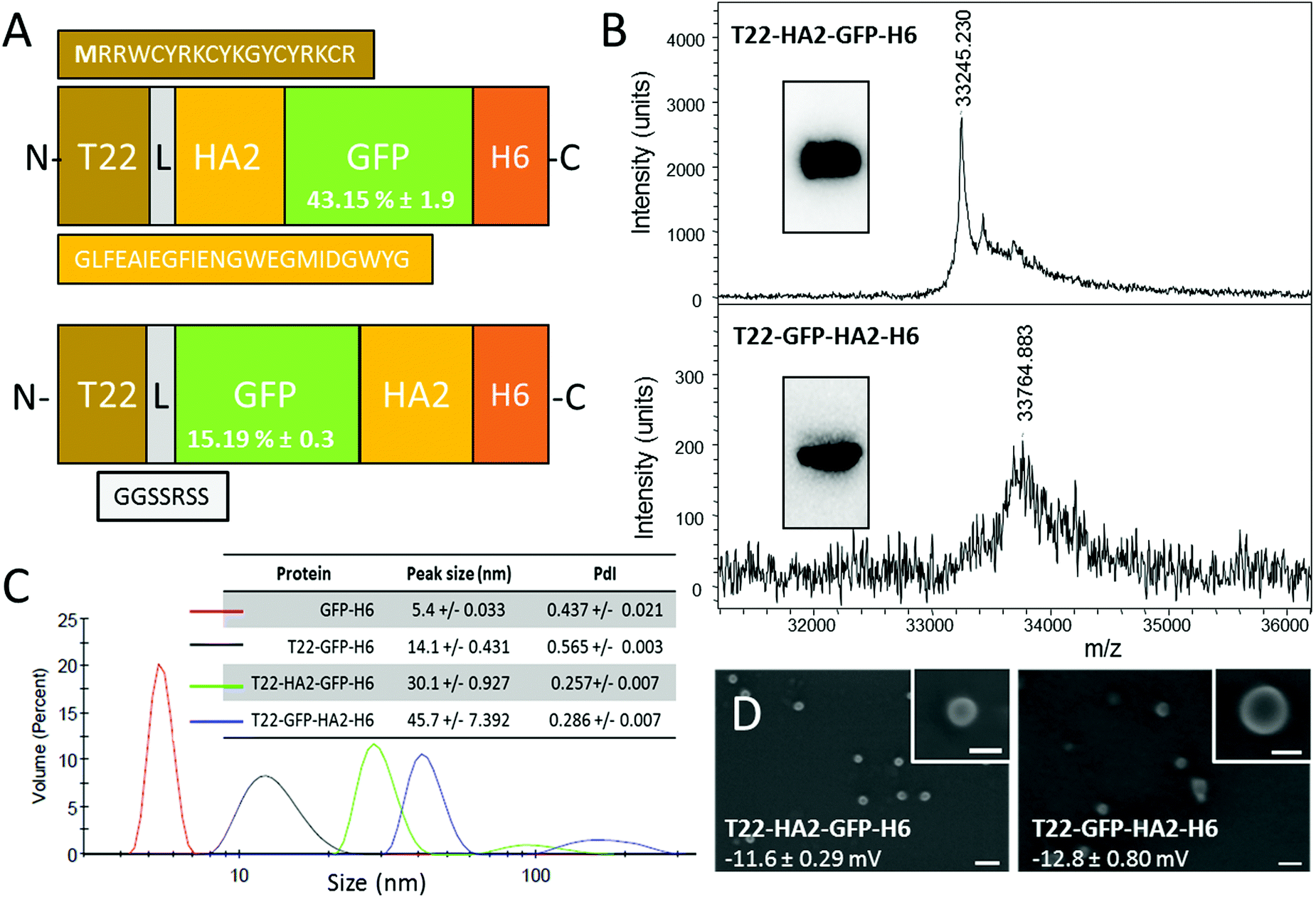 The fusogenic peptide HA2 impairs selectivity of CXCR4-targeted protein ...
