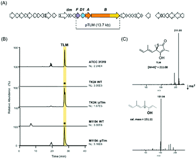 The polyketide backbone of thiolactomycin is assembled by an unusual ...