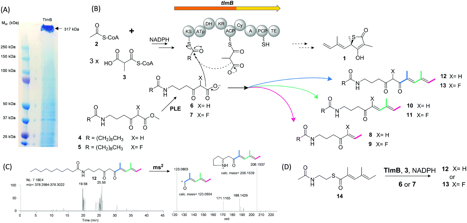 The polyketide backbone of thiolactomycin is assembled by an unusual ...