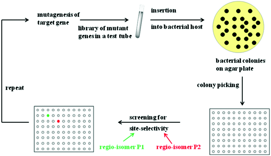 Enzymatic site-selectivity enabled by structure-guided directed ...