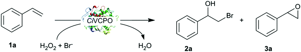 Halofunctionalization of alkenes by vanadium chloroperoxidase from ...
