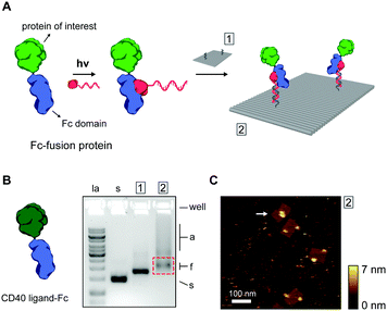 Incorporation of native antibodies and Fc-fusion proteins on DNA ...