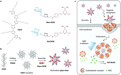 Supramolecular core–glycoshell polythiophene nanodots for targeted ...