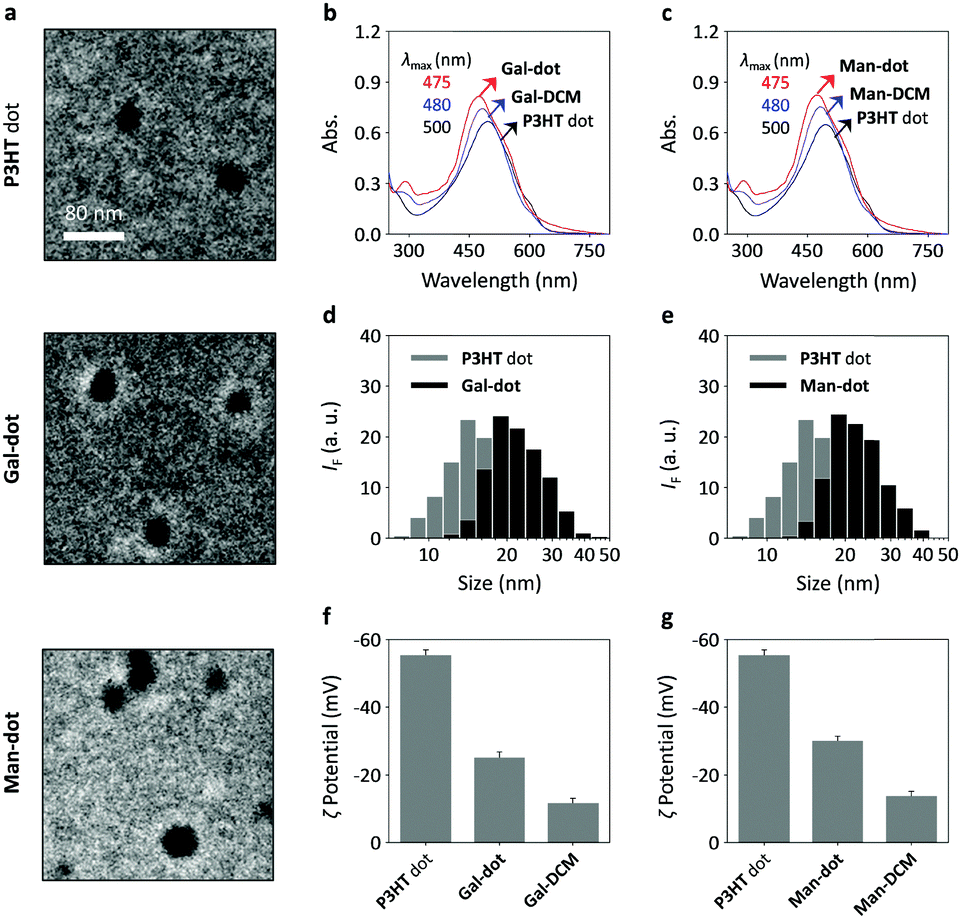 Supramolecular core–glycoshell polythiophene nanodots for targeted ...