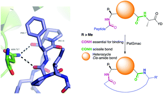 Bypassing the proline/thiazoline requirement of the macrocyclase PatG ...