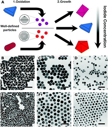 Disentangling the effect of seed size and crystal habit on gold ...