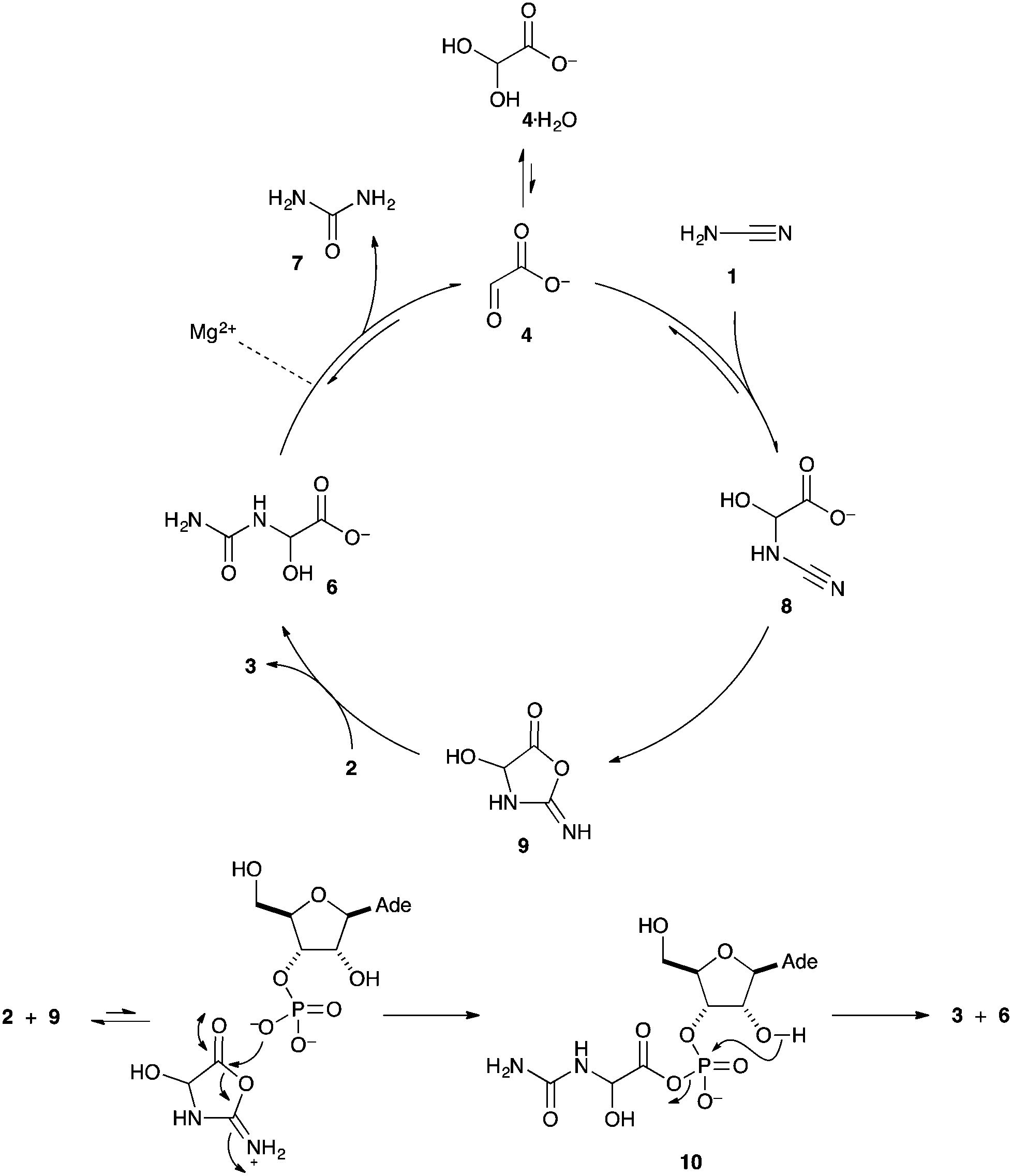 Cyanamide as a prebiotic phosphate activating agent – catalysis by ...
