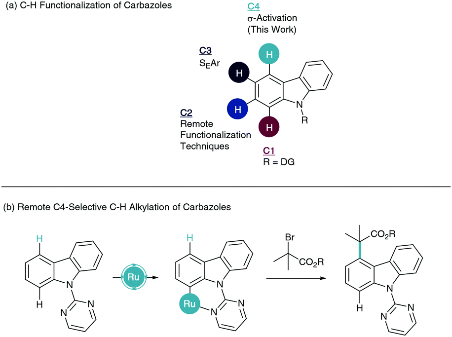 Ruthenium Catalyzed Remote C4 Selective C H Functionalisation Of