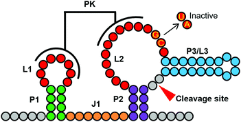 Direct screening for ribozyme activity in mammalian cells - Chemical ...