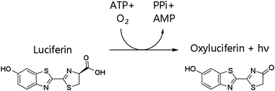 Photoelectron spectroscopy of isolated luciferin and infraluciferin ...
