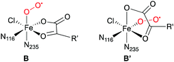 Formation and structure of the ferryl [Fe[double bond, length as m-dash ...