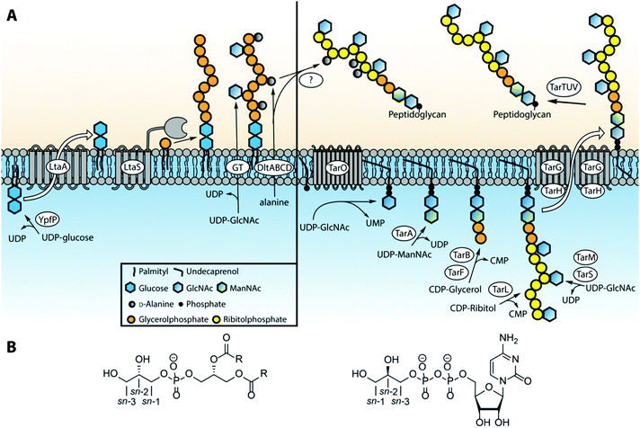 Teichoic acids: synthesis and applications - Chemical Society Reviews ...