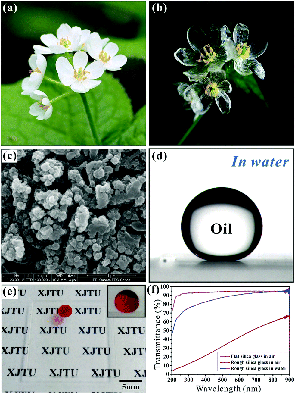 Superoleophobic surfaces - Chemical Society Reviews (RSC Publishing ...
