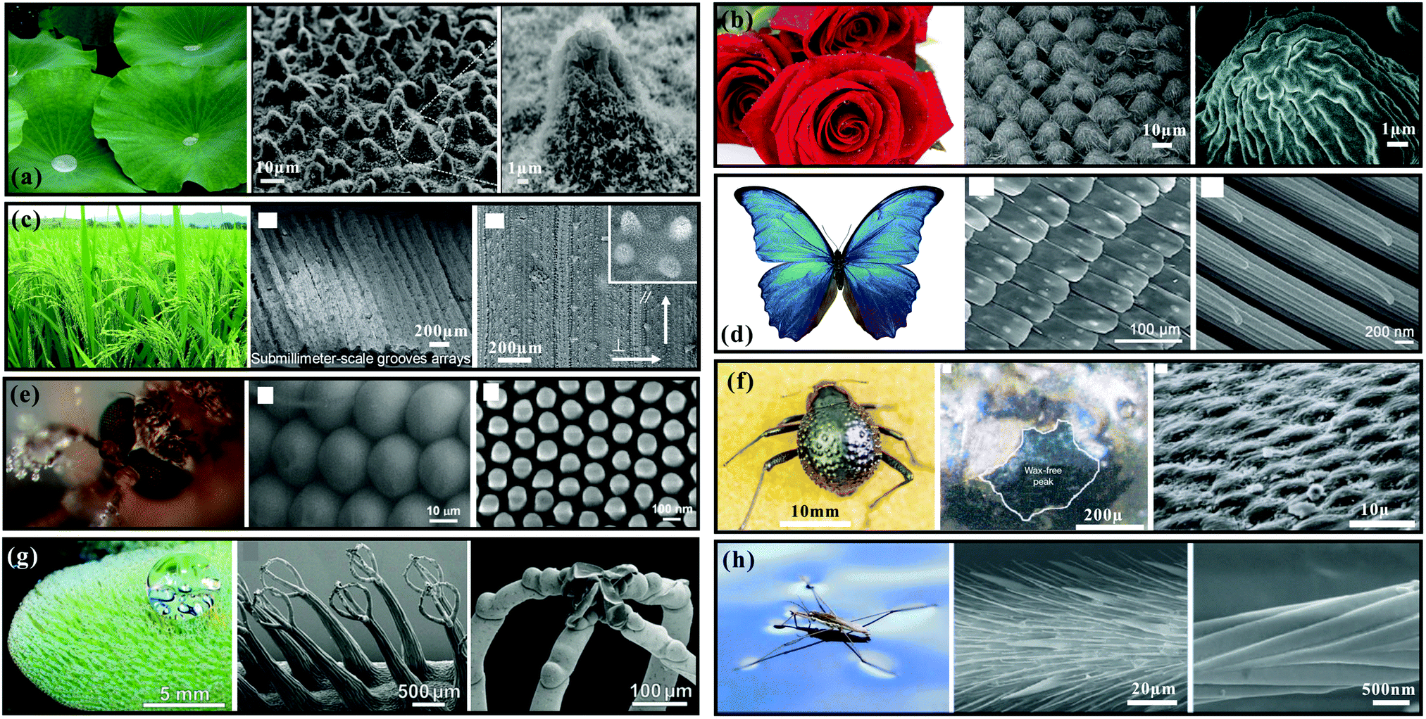 Superoleophobic surfaces - Chemical Society Reviews (RSC Publishing ...