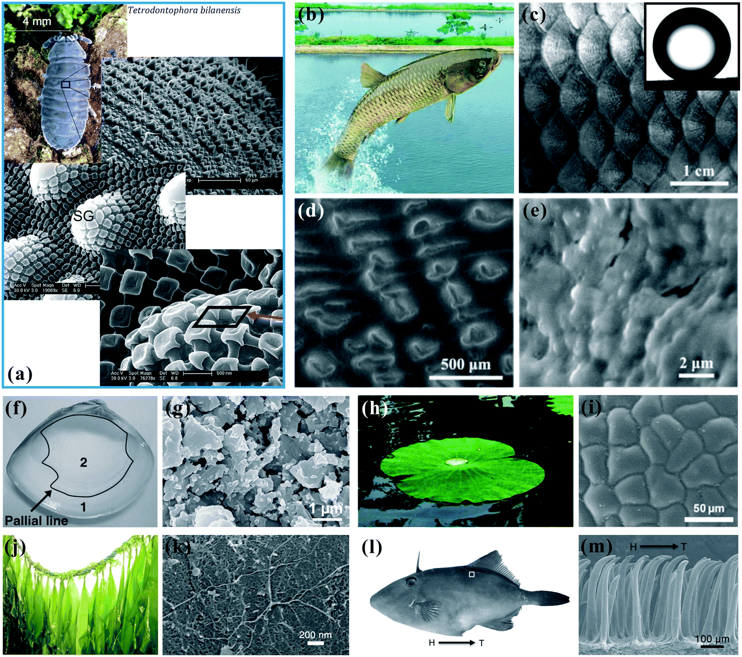 Superoleophobic surfaces - Chemical Society Reviews (RSC Publishing ...
