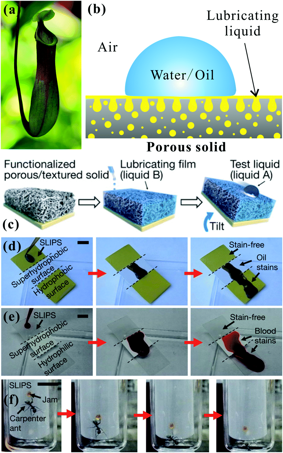 Superoleophobic surfaces - Chemical Society Reviews (RSC Publishing ...