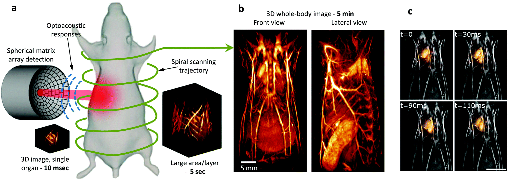 Advanced optoacoustic methods for multiscale imaging of in vivo dynamics - Chemical Society ...
