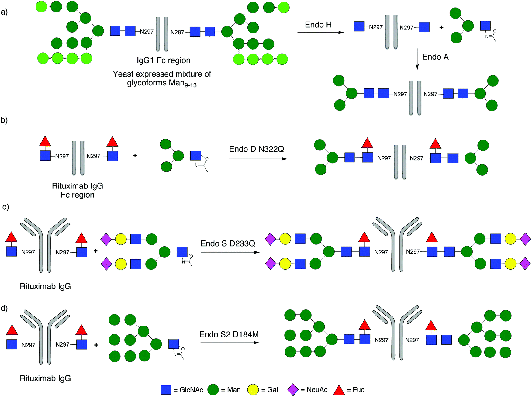 The ENGases: versatile biocatalysts for the production of homogeneous N ...