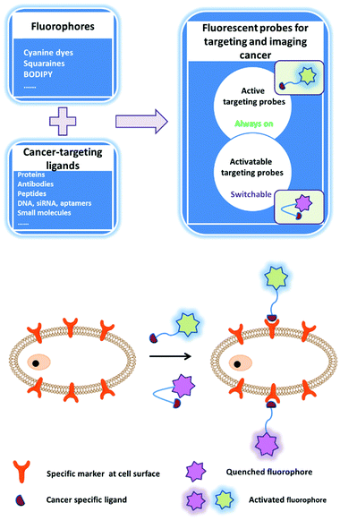 Fluorescent chemical probes for accurate tumor diagnosis and targeting ...