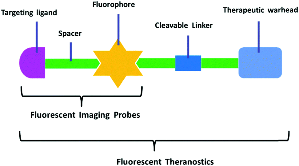 Fluorescent chemical probes for accurate tumor diagnosis and targeting ...