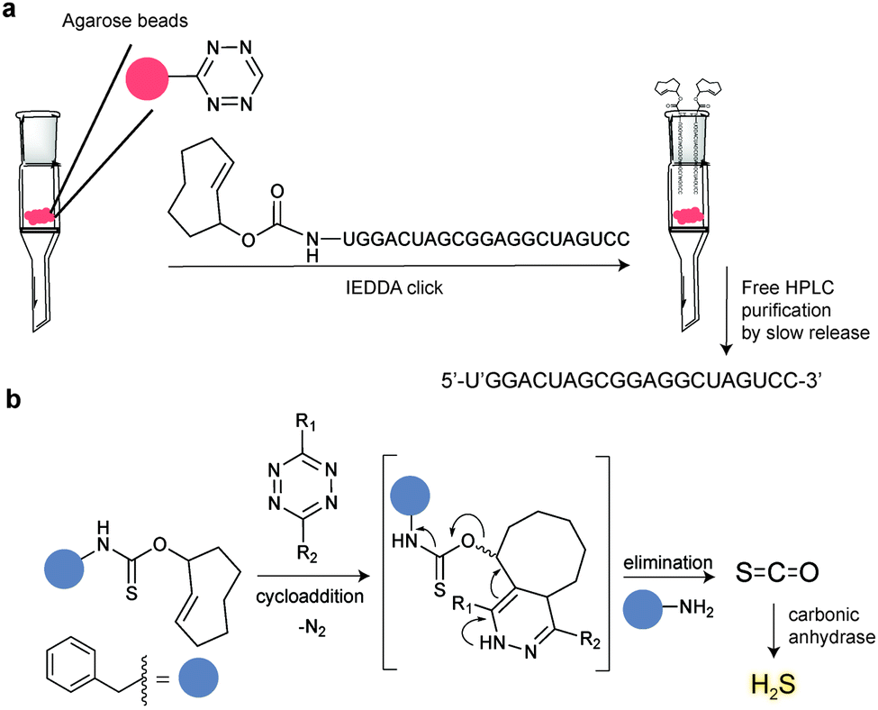 Inverse electron demand Diels–Alder reactions in chemical biology ...