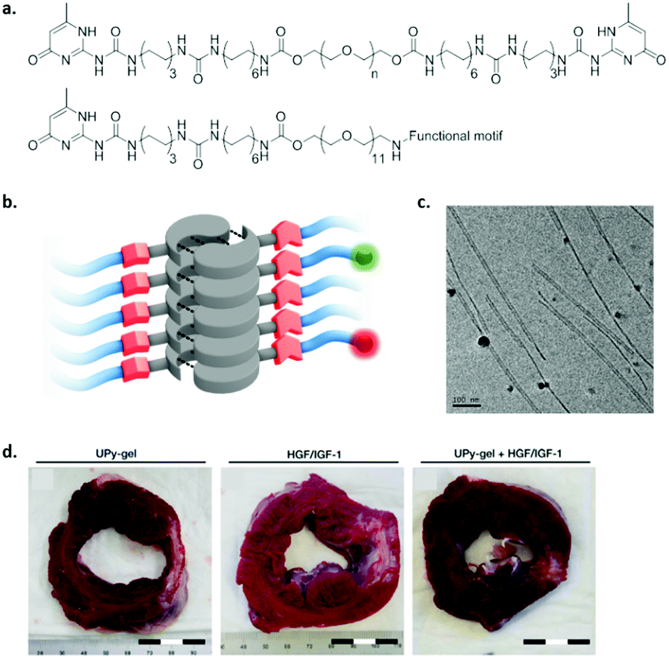 From supramolecular polymers to multi-component biomaterials - Chemical ...